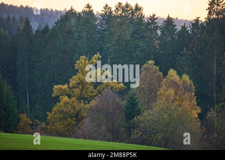 Forest with autumn colours, Upper Palatinate, Bavaria, Germany Stock ...