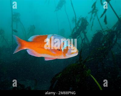 Red Roman sea bream (Chrysoblephus laticeps), False Bay dive site, Cape ...