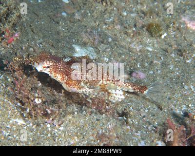 Little dragonfish (Eurypegasus draconis), dive site Sodwana Bay ...