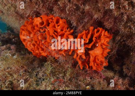 Orange spiny sponge (Acanthella acuta) . Dive site Marine Reserve Cap ...