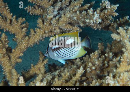 Chevron butterflyfish (Chaetodon trifascialis) at night, Red Sea ...