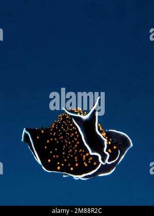 Plain sea and sky background shot Stock Photo - Alamy