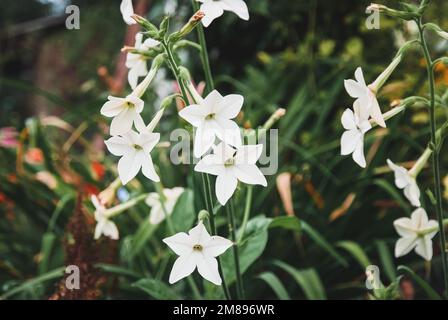 Persian tobacco (Nicotiana) alata white flowering plant growing in the ...