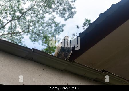 Wild pigeons animal congregate in residential areas Stock Photo - Alamy