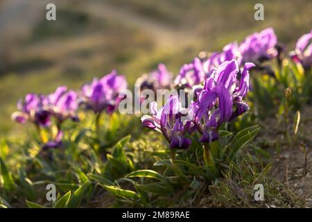 Wild purple iris pumila blooms in the meadow. Beautiful sunny spring ...