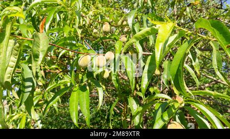Green apricots on a branch surrounded by foliage. Sunny day, green ...