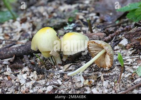 Bolbitius titubans, also known as Bolbitius vitellinus, commonly called ...