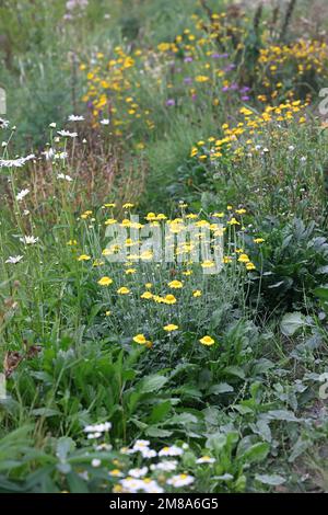 Yellow Chamomile, Cota tinctoria, also known as Dyer's chamomile, Dyer ...