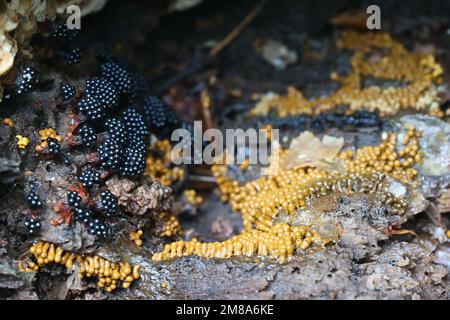 Black Metatrichia vesparia and yellow Trichia favoginea, two species of ...