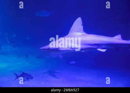 Medium Sized Shark inside an Aquarium, Fish Theme Stock Photo - Alamy