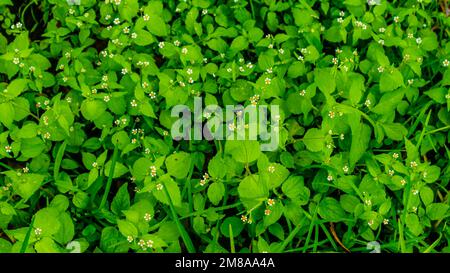 beautiful and amazing green little weed plant Stock Photo - Alamy