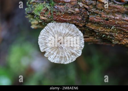 Arrhenia epichysium, small grey mushroom growing on spruce log in ...