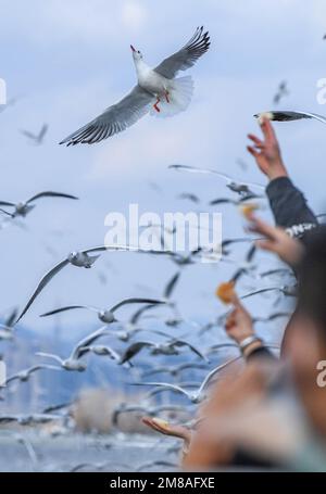 KUNMING, CHINA - JANUARY 10, 2023 - People and tourists feed seagulls ...