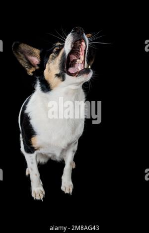 Mixed breed dog snaps at a treat Stock Photo - Alamy