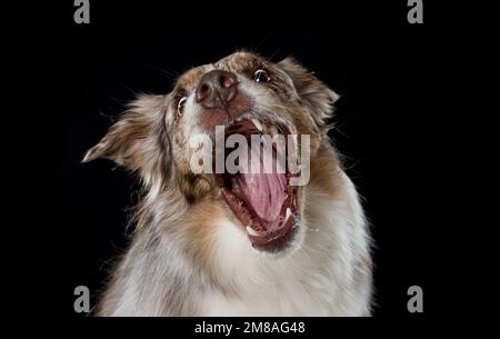 Australian shepherd snaps at a treat Stock Photo - Alamy