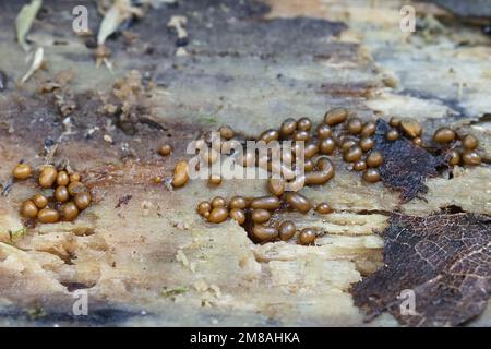 Trichia contorta, slime mold from Finland, no common English name Stock ...