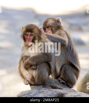 Monkey Park in Beppu, Japan Stock Photo - Alamy