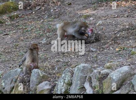 Monkey Park in Beppu, Japan Stock Photo - Alamy