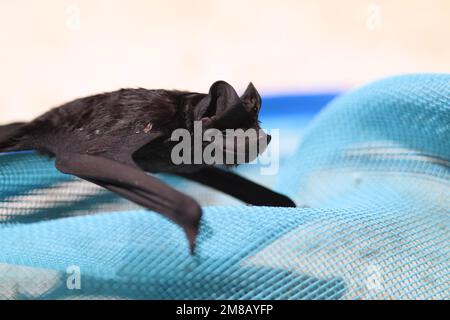 A small sick bat over a blue net Stock Photo - Alamy
