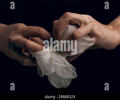 hands tearing white fragile flower, metaphor of violence abuse ...