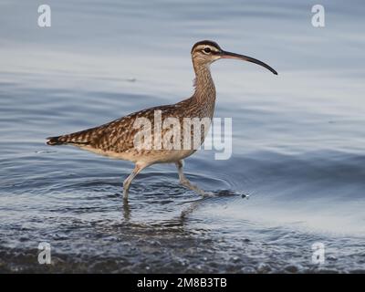 A hudsonian whimbrel (Numenius hudsonicus) searching for invertebrates ...