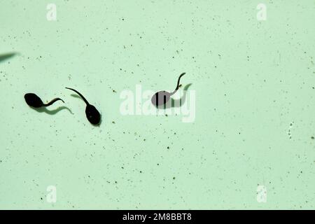 Black tadpoles on light green background Stock Photo - Alamy