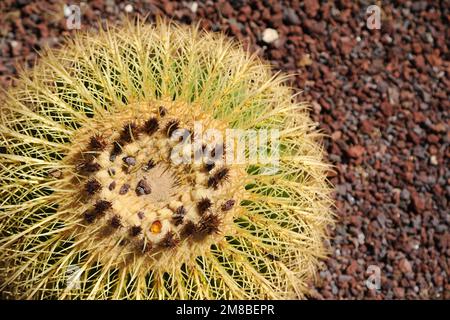 Close up of globe shaped cactus Stock Photo - Alamy