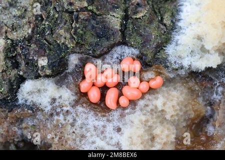 Trichia contorta, slime mold from Finland, no common English name Stock ...