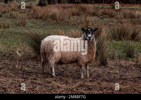Flock of sheep grazing in thier field on a cloudy day Stock Photo - Alamy