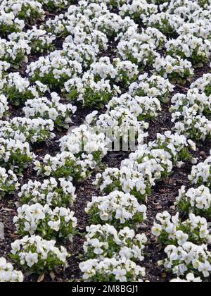 Flower bed with white flowering horned violets (Viola cornuta) laid out ...