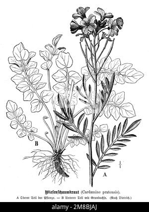 cuckoo flower Cardamine pratensis, (botany book, 1909), Wiesen ...