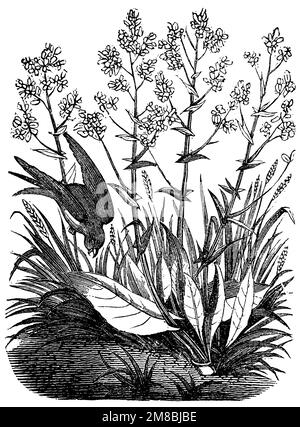 woad, Isatis tinctoria, anonym (biology book, 1881), Färberwaid, Pastel ...