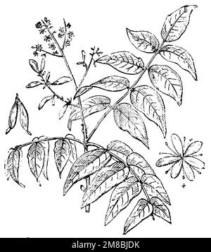 Tree of heaven, ailanthus or chouchun, Ailanthus altissima (Aylanthus ...