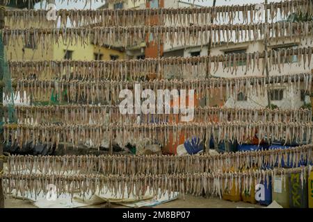 Wet Bombay duck lizard fish or Bombil fish are drying on Bambu wood ...