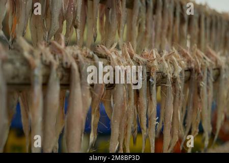 Wet Bombay duck lizard fish or Bombil fish are drying on Bambu wood ...
