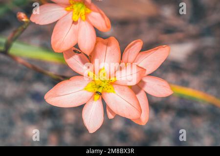 (Moraea miniata) two-leaf Cape tulip flower during spring, Cape Town ...