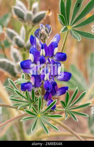 (Lupinus cosentinii) Sandplain lupine blue wild flower during spring ...
