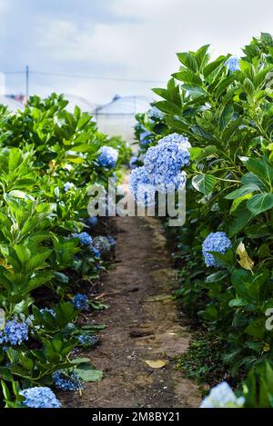 Hydrangea field against the greenhouses and plantations in the city of ...