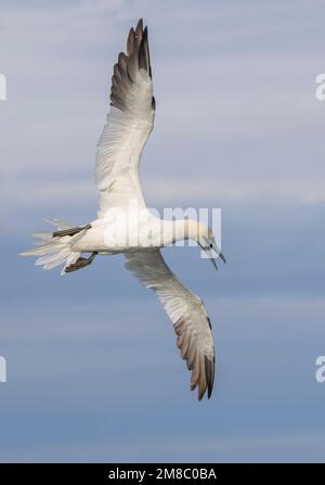 A vertical shot of a Northern Gannet flying under a blue sky on a sunny ...