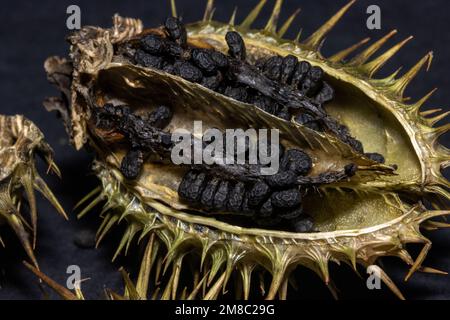 As the prickly seed pod of the Datura dries out it splits open and ...