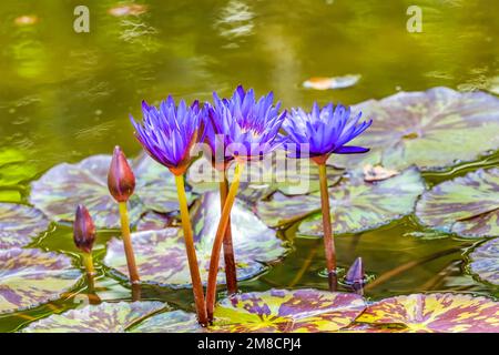 Blue Flower Nymphea King Water Lily Green Pads Fairchild Garden Coral ...