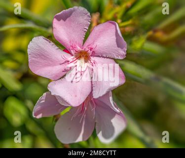 Oleander Tree in full bloom, Bermuda and a donkey cart Stock Photo - Alamy