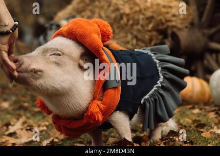 White mini pig in a smart suit posing on an autumn background Stock ...
