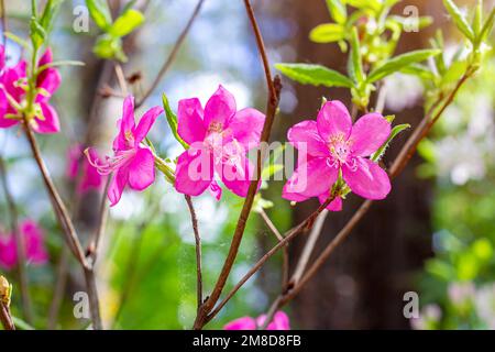 Bright pink Rhododendron Albrechtii Maxim flowers with leaves in the ...