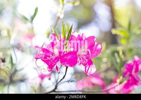 Bright pink Rhododendron Albrechtii Maxim flowers with leaves in the ...