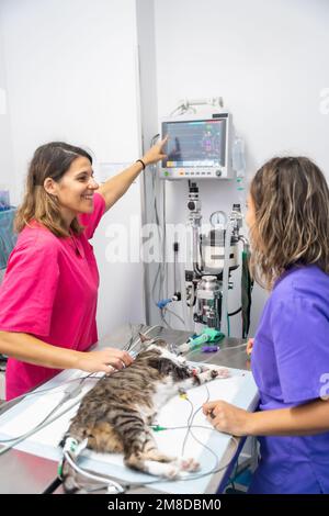 Veterinary clinic, two veterinarians checking the constants and the ...