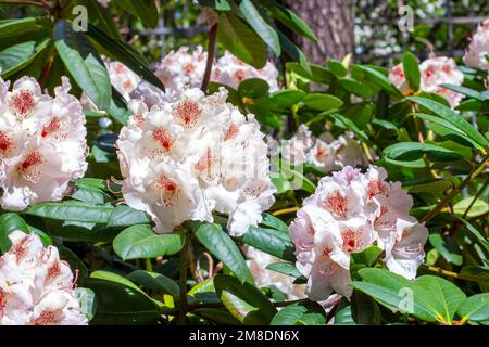 Bright pink and white Rhododendron hybridum Simona blossoming flowers ...