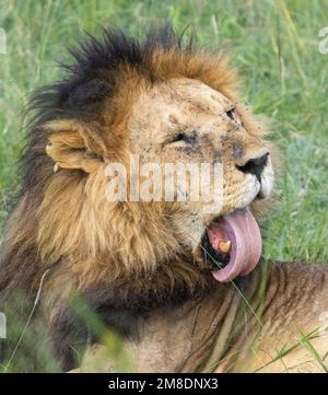 lion licking itself, Masai Mara National Park, Kenya Stock Photo - Alamy