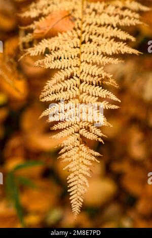 Fall Foliage details in Arcadia State Management Area of Rhode Island ...