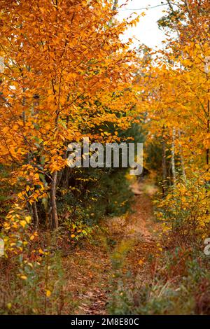 Fall Foliage trails in Arcadia State Management Area of Rhode Island ...